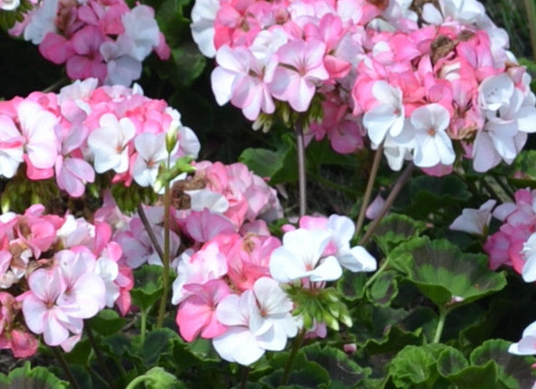 White and Pink Color Mix Geranium SEEDS -- FREE Shipping (5 Seeds) - Etsy