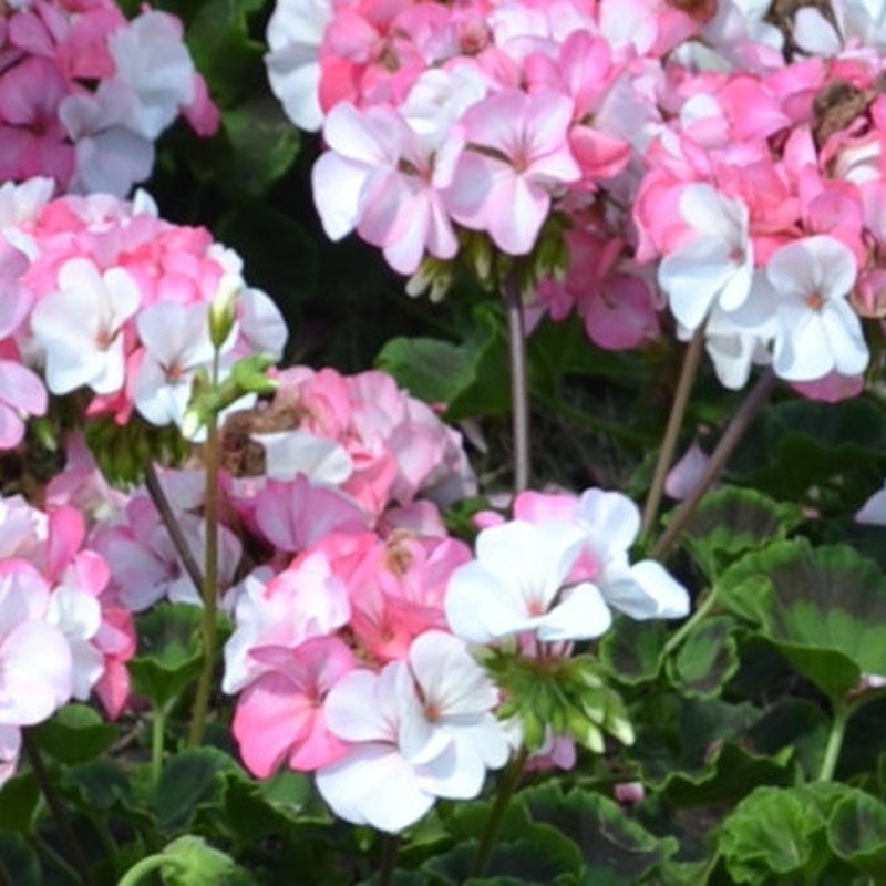 White Geraniums - Etsy