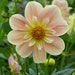 Dahlia Mix Seeds! "candy Dandy" Collarette -- Dwarf Plants Double ...