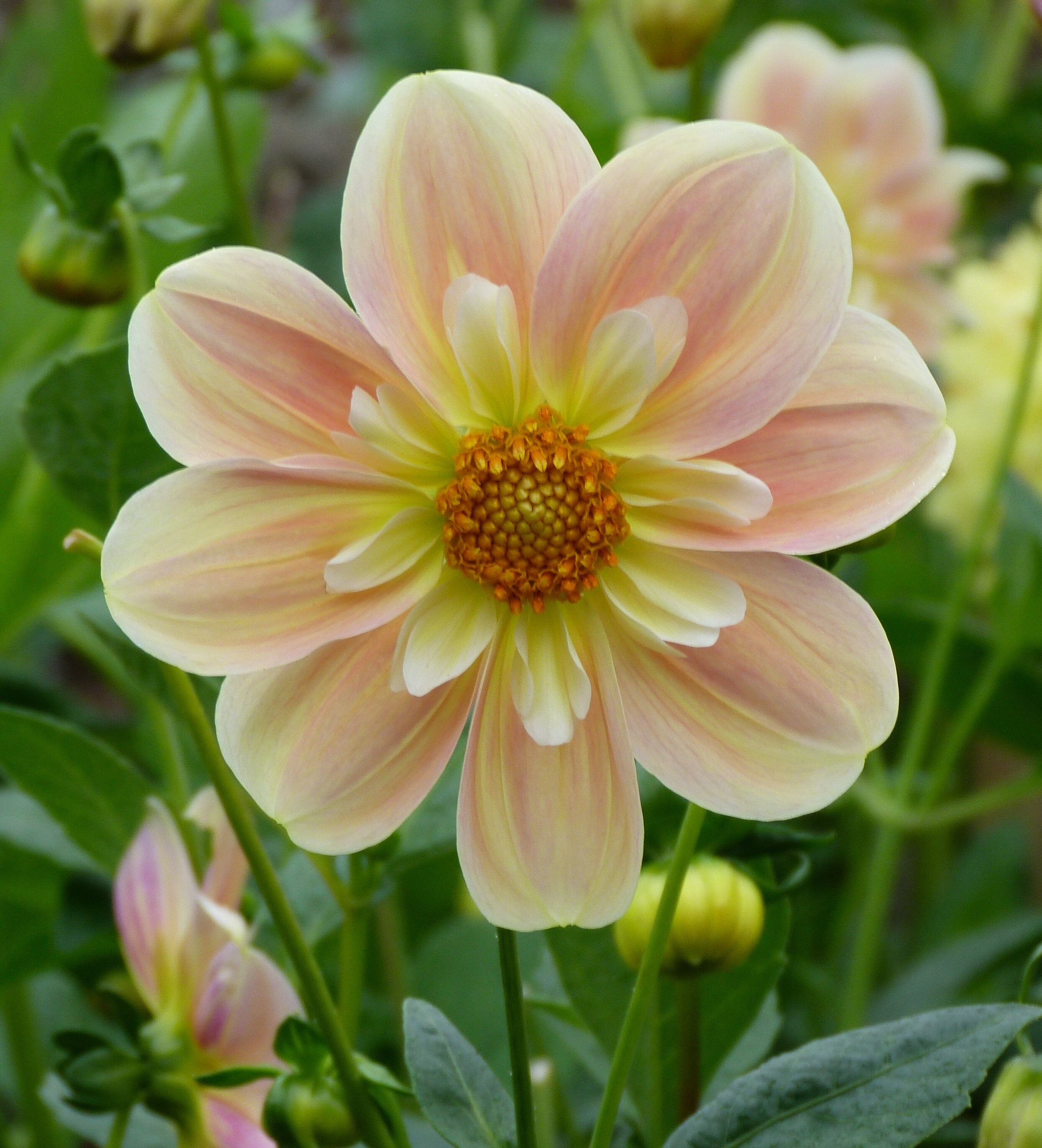 Dahlia Mix Seeds! "candy Dandy" Collarette -- Dwarf Plants Double ...