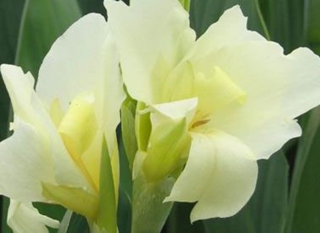 Creamy White Canna SEEDS: Tropical Paradise Garden ***S E E D S*** (3 ...