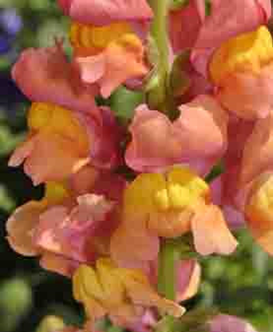 Snapdragon "bronze Blush" SEEDS -- Fast Free Shipping U.S. Residents ...