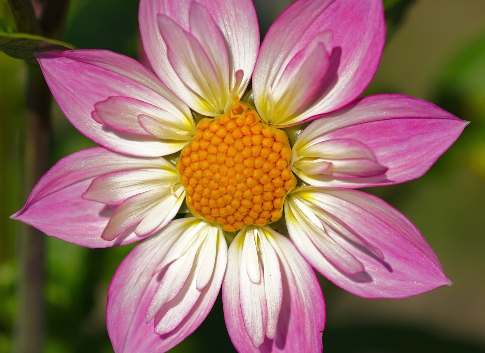 Dahlia Mix Seeds! "candy Dandy" Collarette -- Dwarf Plants Double ...