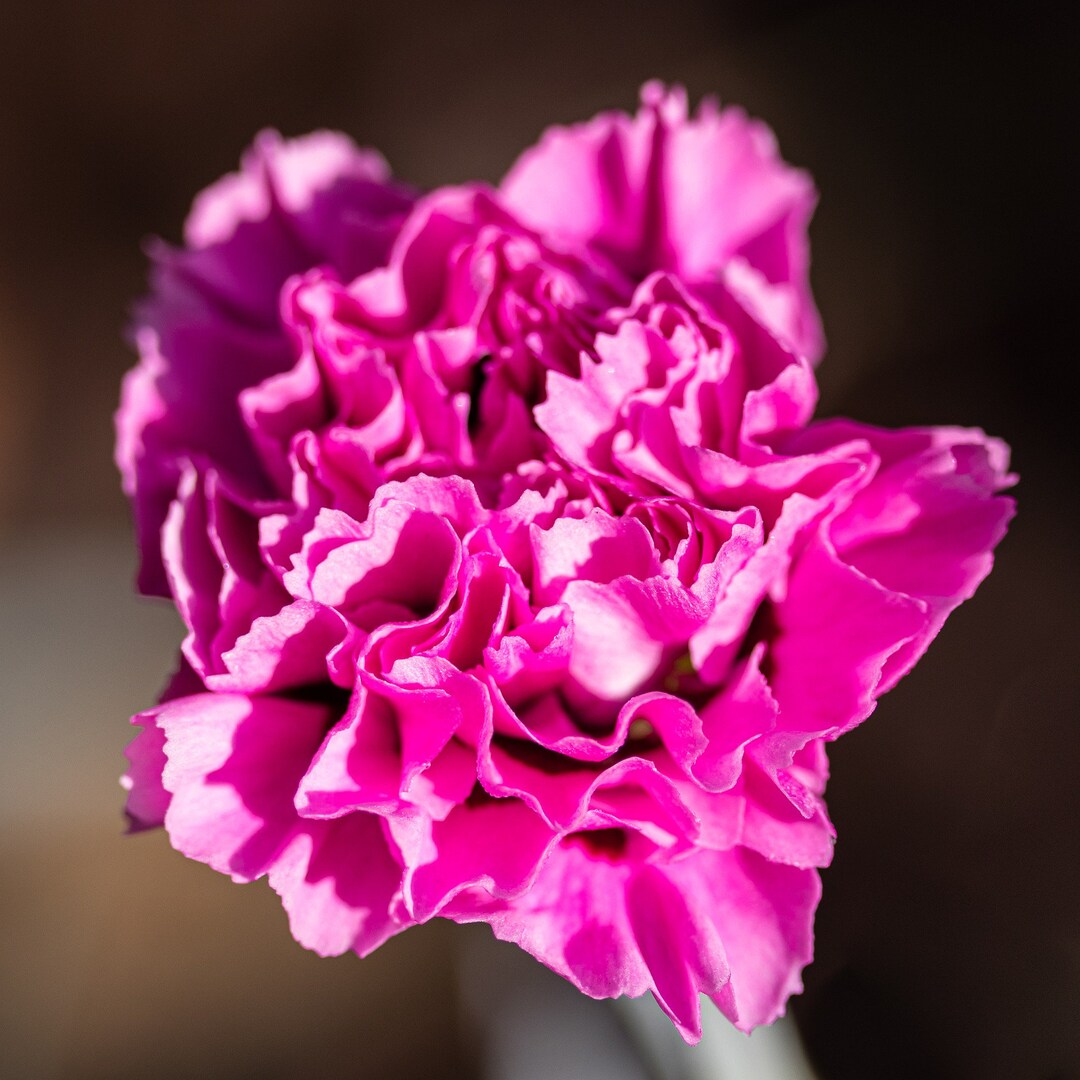 Carnation rose Color SEEDS Dianthus Caryophyllus Fast Free Shipping 50 ...