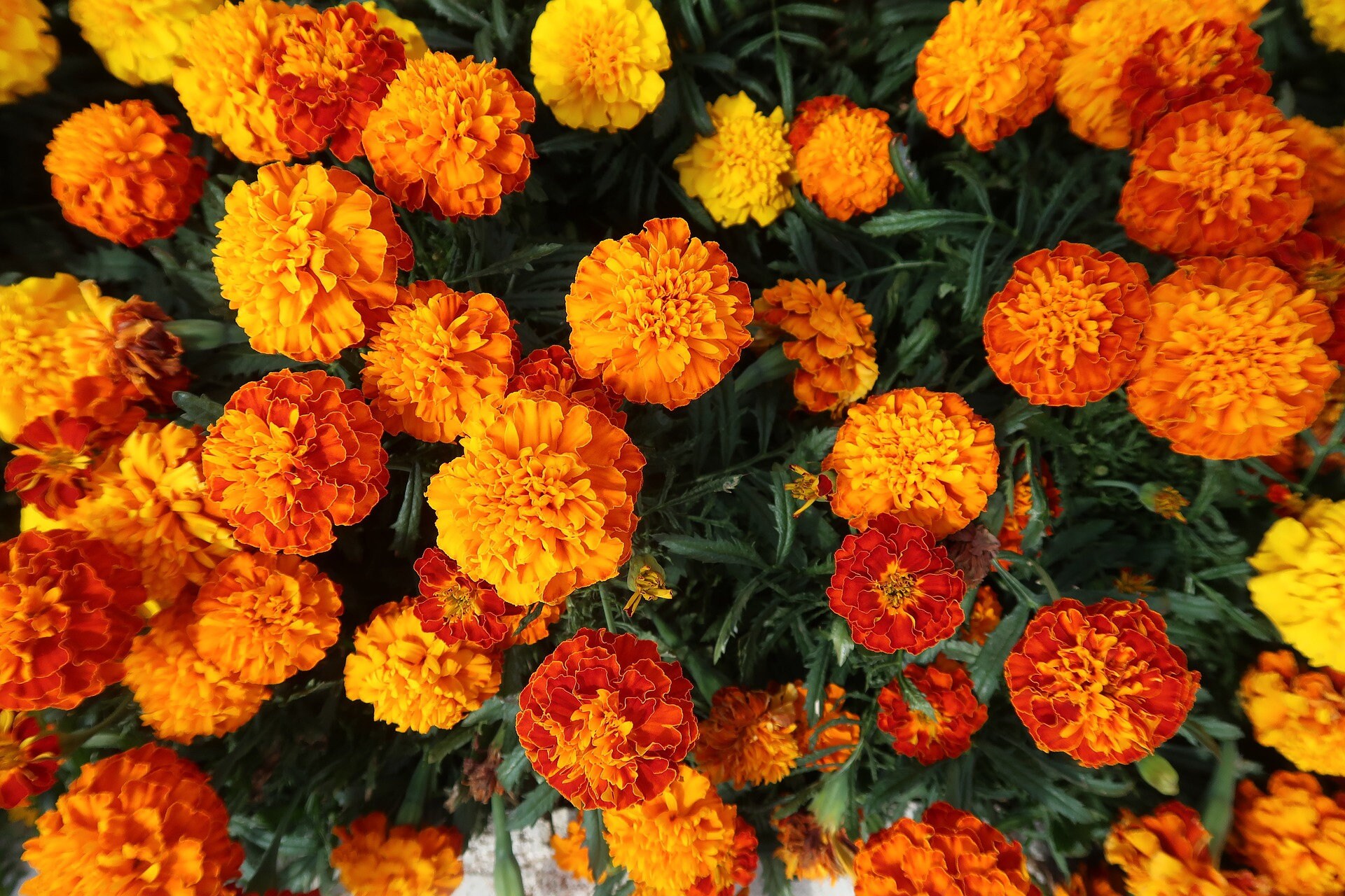 New Marigold Seeds Megamix Color Mix Fast Free - Etsy