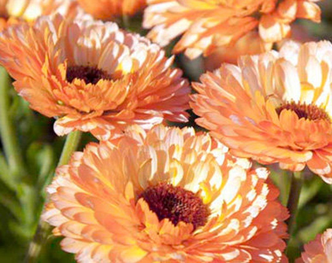 Heirloom Peach Pink Double Calendula SEEDS -- Calendula Officinalis ...