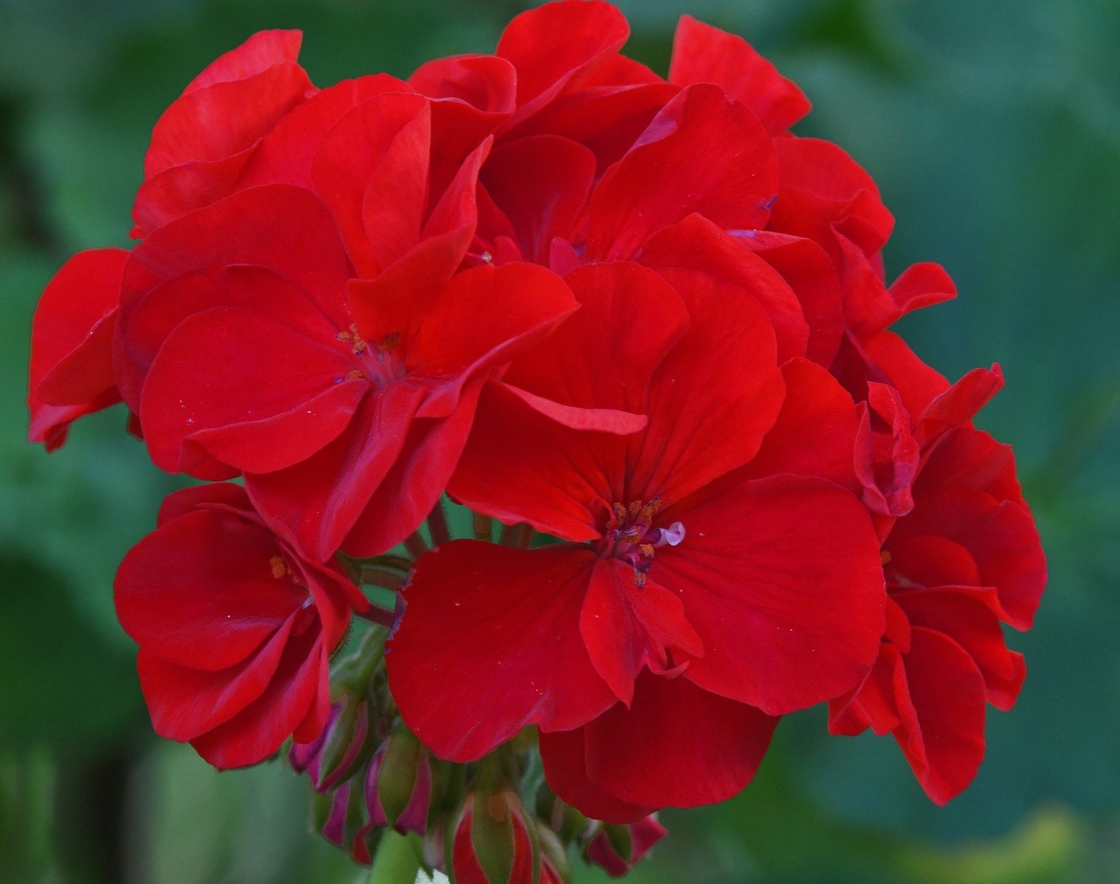 Red Geranium Flower