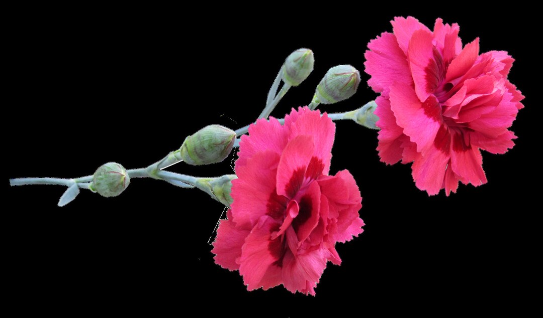 Carnation (rose Velvet Color) SEEDS - Dianthus Caryophyllus - Fast Free ...