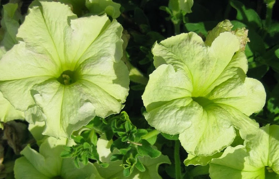 Key Lime Pie Petunia ***SEEDS***: Unusual Green Blooms ****SEEDS**** (8 ...