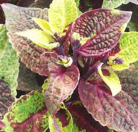 New Coleus Seeds Rich Burgundy Chartreuse & Green Very - Etsy