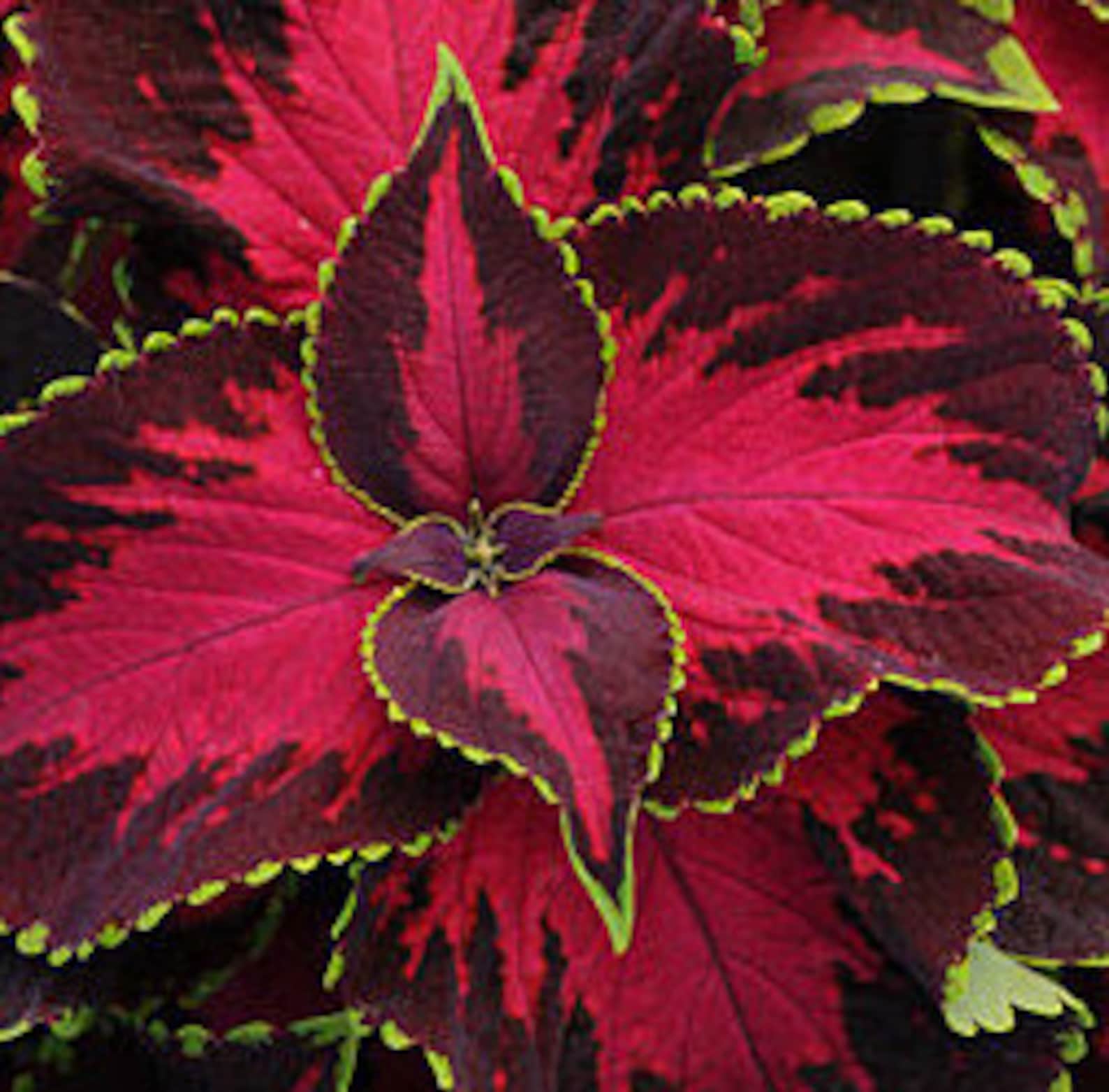 Fun New MYSTERY MEGAMIX Coleus Seeds Fast Free Shipping US | Etsy