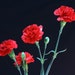 Scarlet Red Carnation Seeds Dianthus Caryophyllus Fast Free Shipping 50 ...