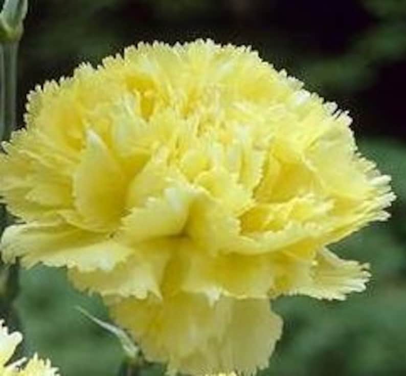 Dwarf Carnation SEEDS color Megamix Dianthus Caryophyllus | Etsy