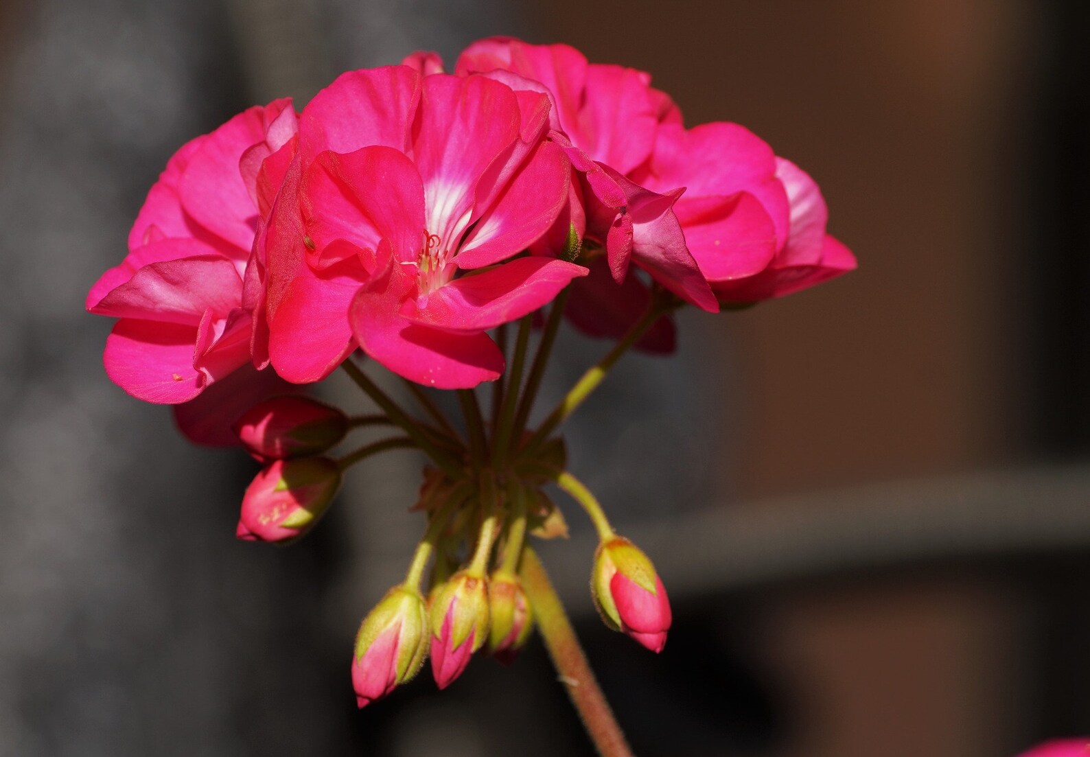 Ultra Color Mix Geranium SEEDS Fast FREE Shipping U.S. 15 | Etsy