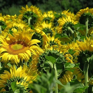 New DWARF Sunflowers -- SEEDS -- Sunspot Compact Sunflower Cottage ...