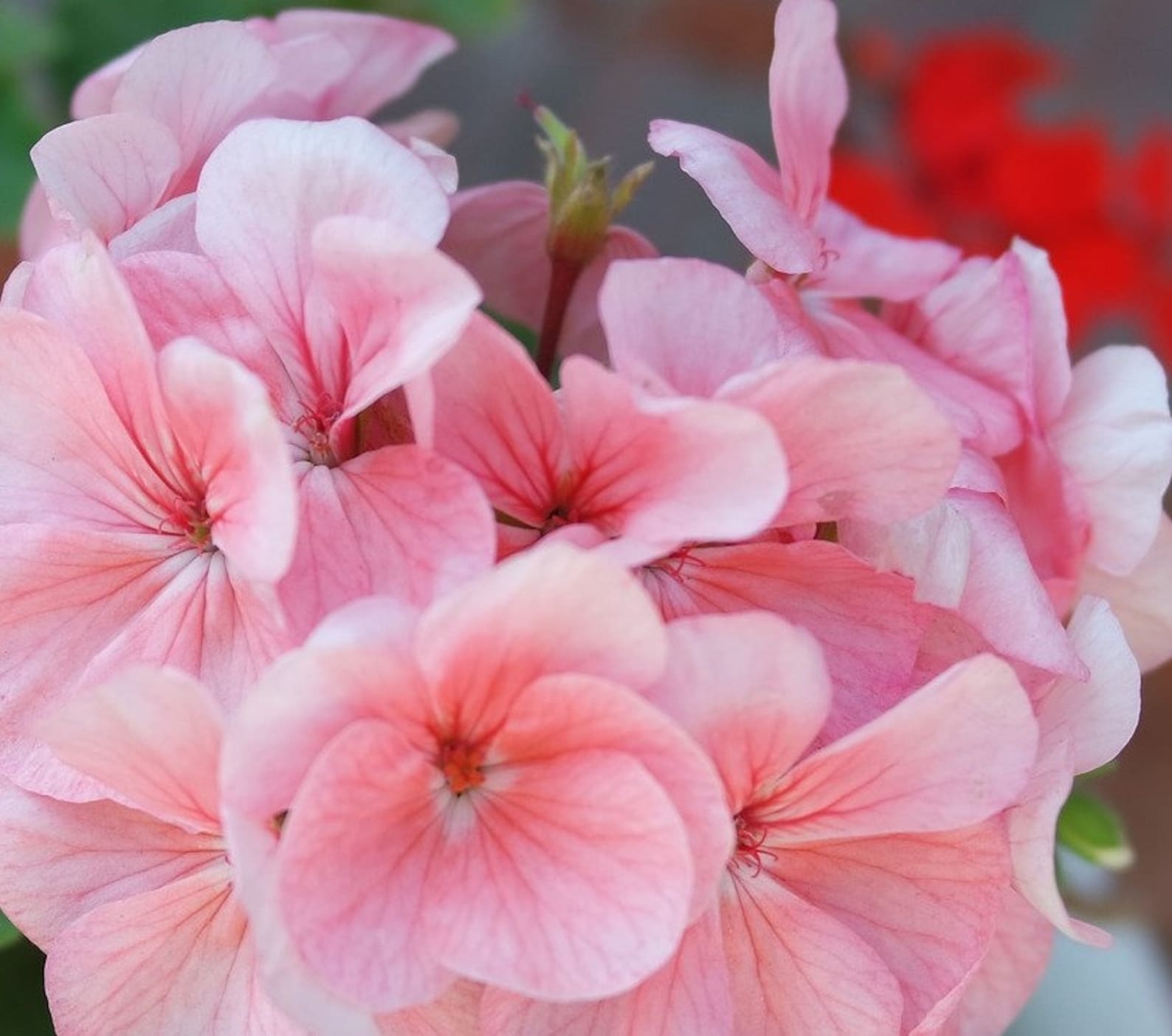 Ultra Color Mix Geranium SEEDS Fast FREE Shipping U.S. 15 | Etsy
