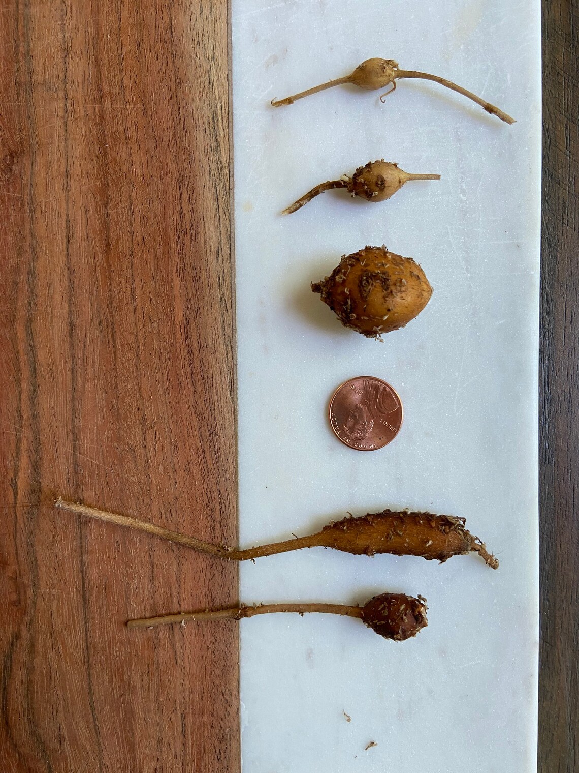 Groundnut Tubers apios Americana Hopniss, Live Groundnut Tubers - Etsy