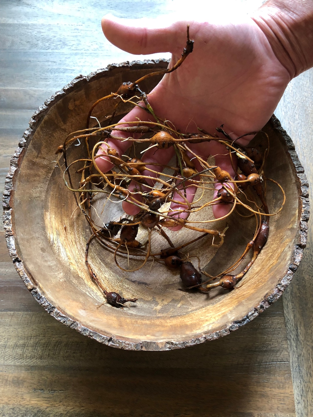 Groundnut Tubers apios Americana Hopniss, Live Groundnut Tubers - Etsy