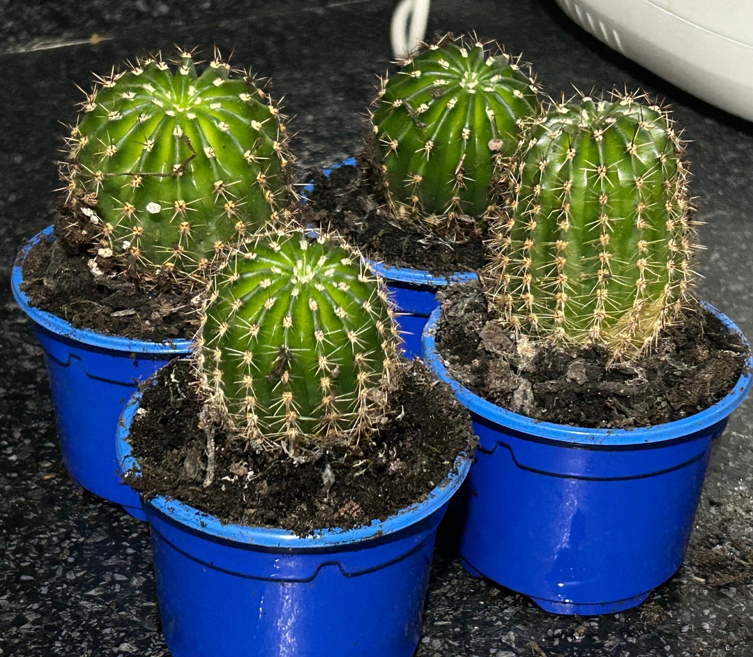 Cactus Light Rink Echinopsis Oxygona echinopsis Multiplex Easter Lily ...