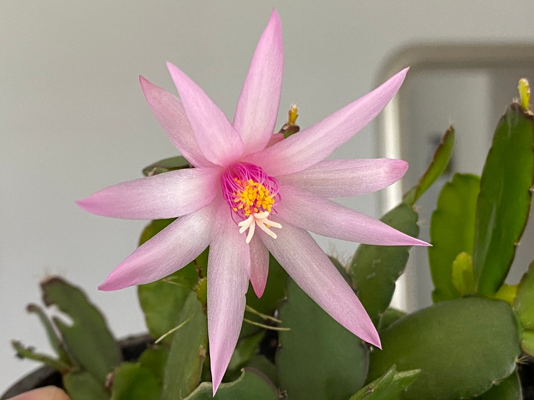 Light Pink Easter Cactus Baby Plant in a 6/9cm Pot Not in a Bloom - Etsy UK