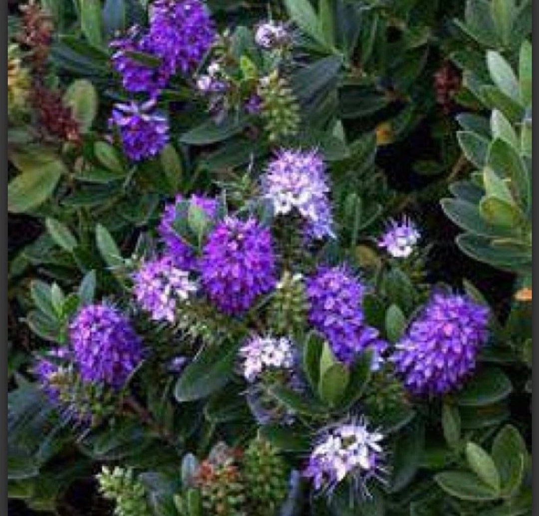 Hebe Speciosa - Beronica Purple Plant - Etsy UK