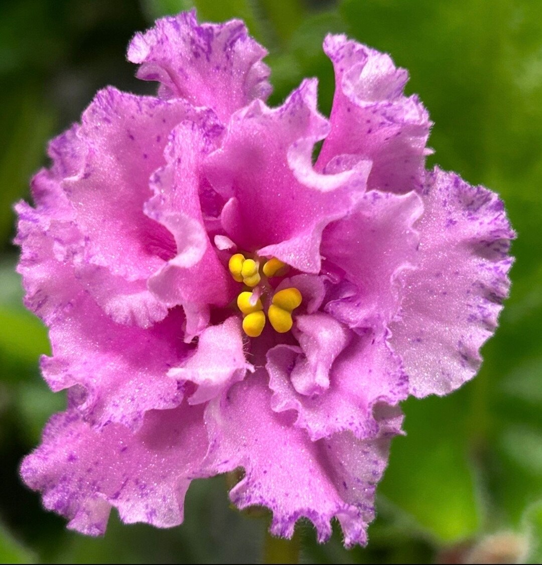 African Violet Saintpolia African Violet LE Tourmaline Necklace e ...