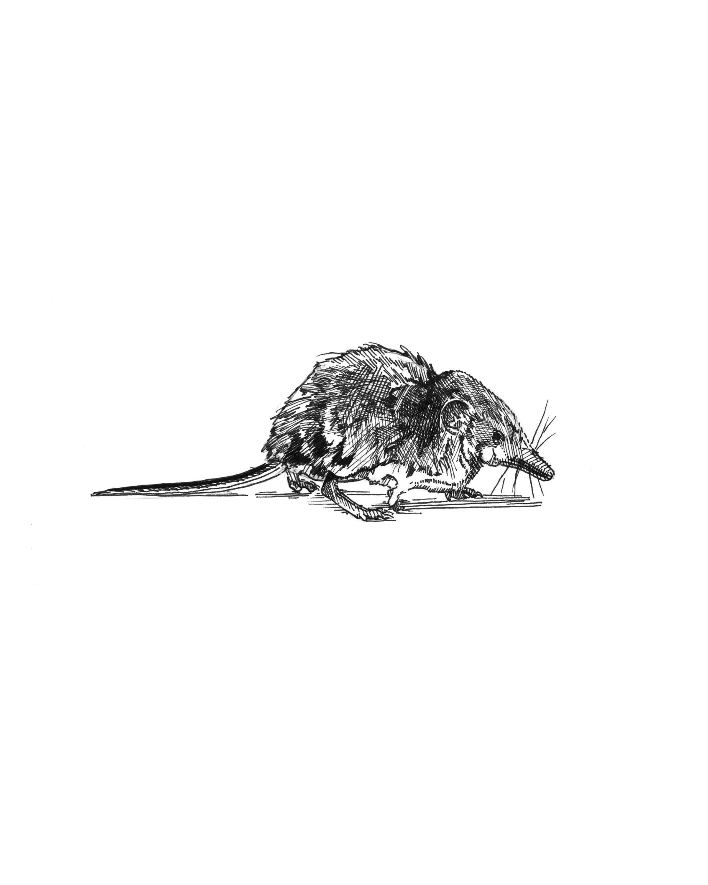 Shrew | Animal Drawing Wall Art | Art of Zoo | Animal Art Print ...