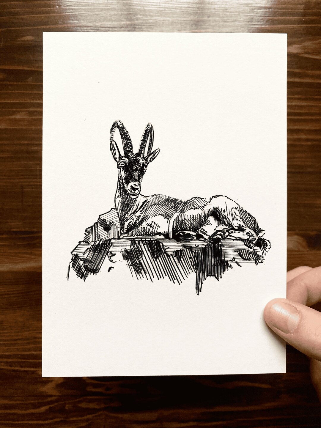 Ibex | Animal Drawing Wall Art | Art of Zoo | Animal Art Print ...