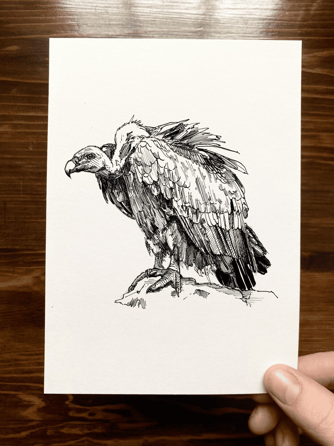 Vulture | Animal Drawing Wall Art | Art of Zoo | Animal Art Print ...