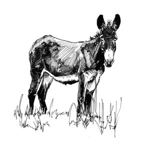 Mule | Animal Drawing Wall Art | Art of Zoo | Animal Art Print ...