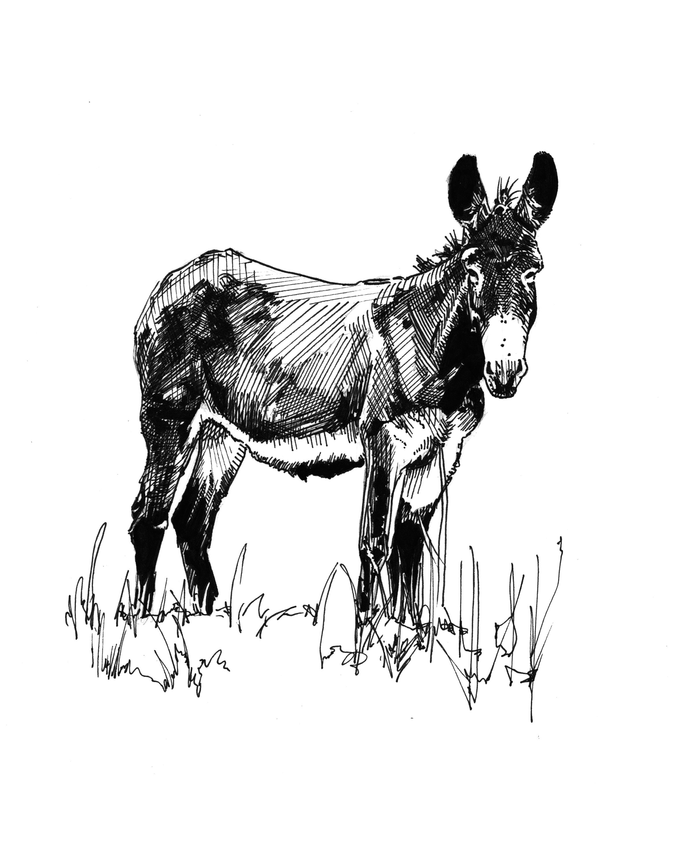 Mule Animal Drawing Wall Art Art of Zoo Animal Art Print Various Sizes ...