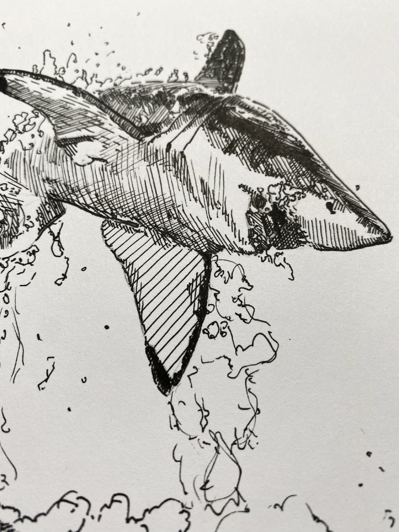 Great White Shark | Animal Drawing Wall Art | Art of Zoo | Animal Art ...