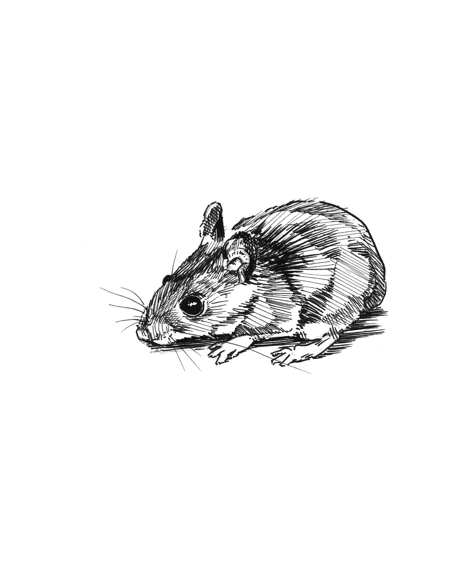 Wood Mouse | Animal Drawing Wall Art | Art of Zoo | Animal Art Print ...