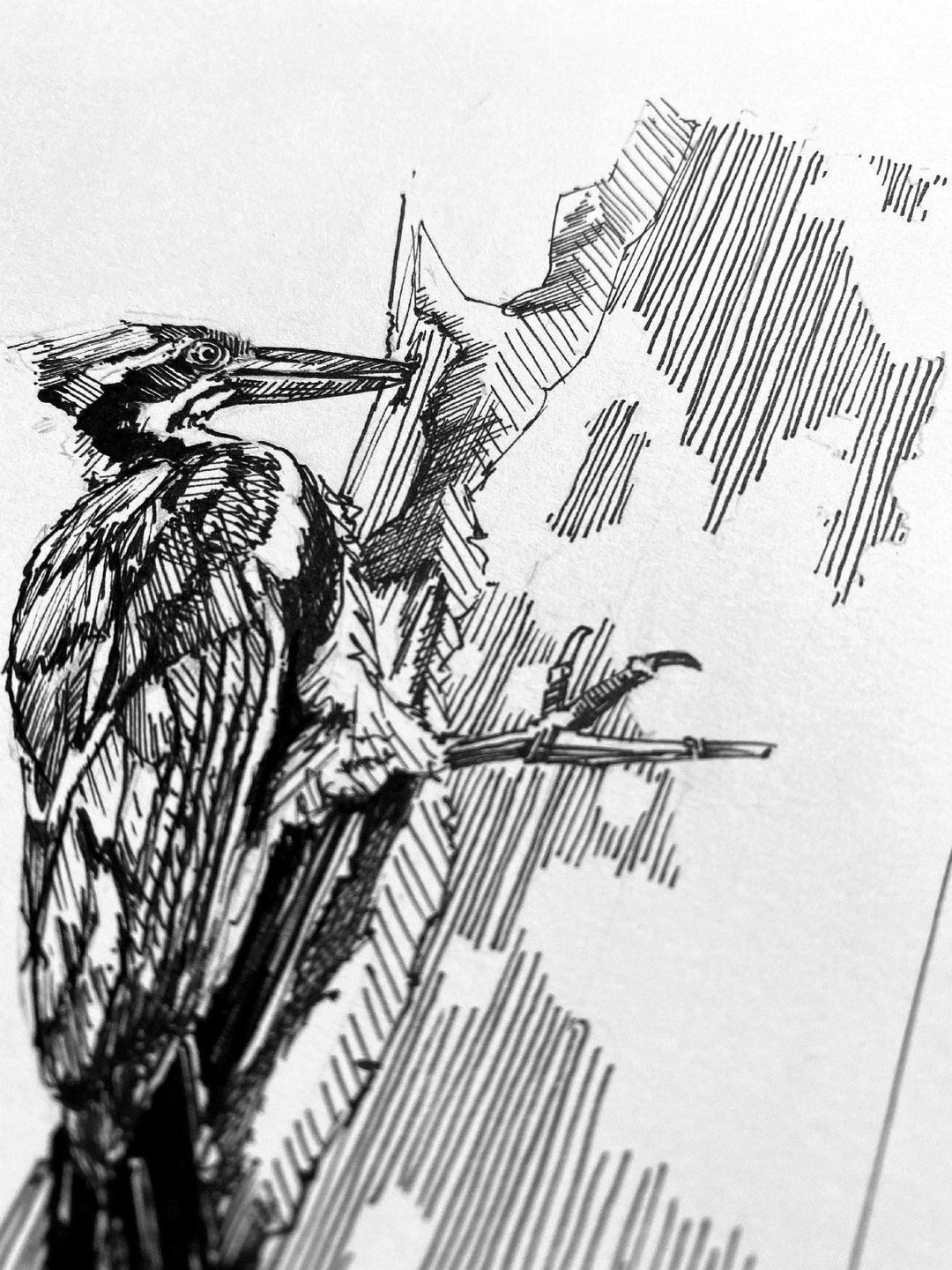 Woodpecker | Animal Drawing Wall Art | Art of Zoo | Animal Art Print ...