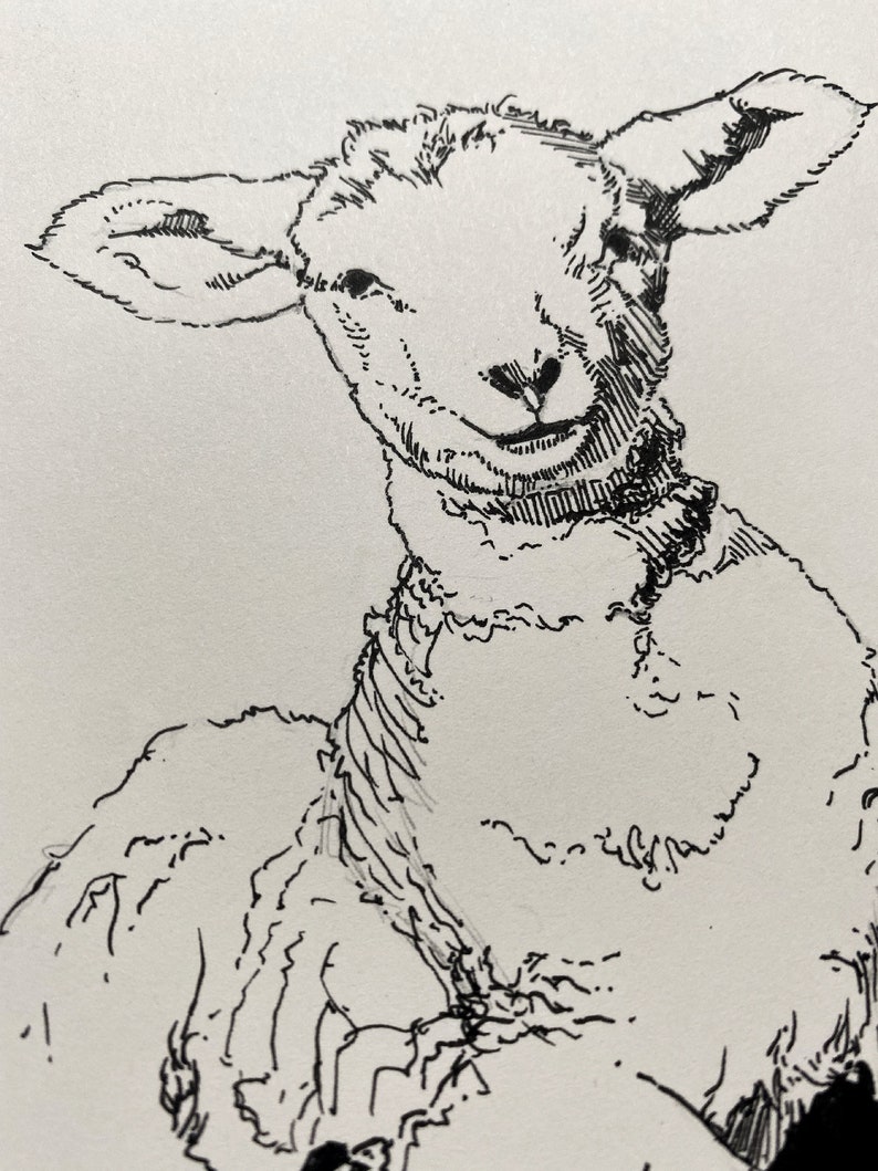 Lamb Animal Drawing Wall Art Art of Zoo Animal Art Print Various Sizes ...