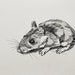 Wood Mouse | Animal Drawing Wall Art | Art of Zoo | Animal Art Print ...