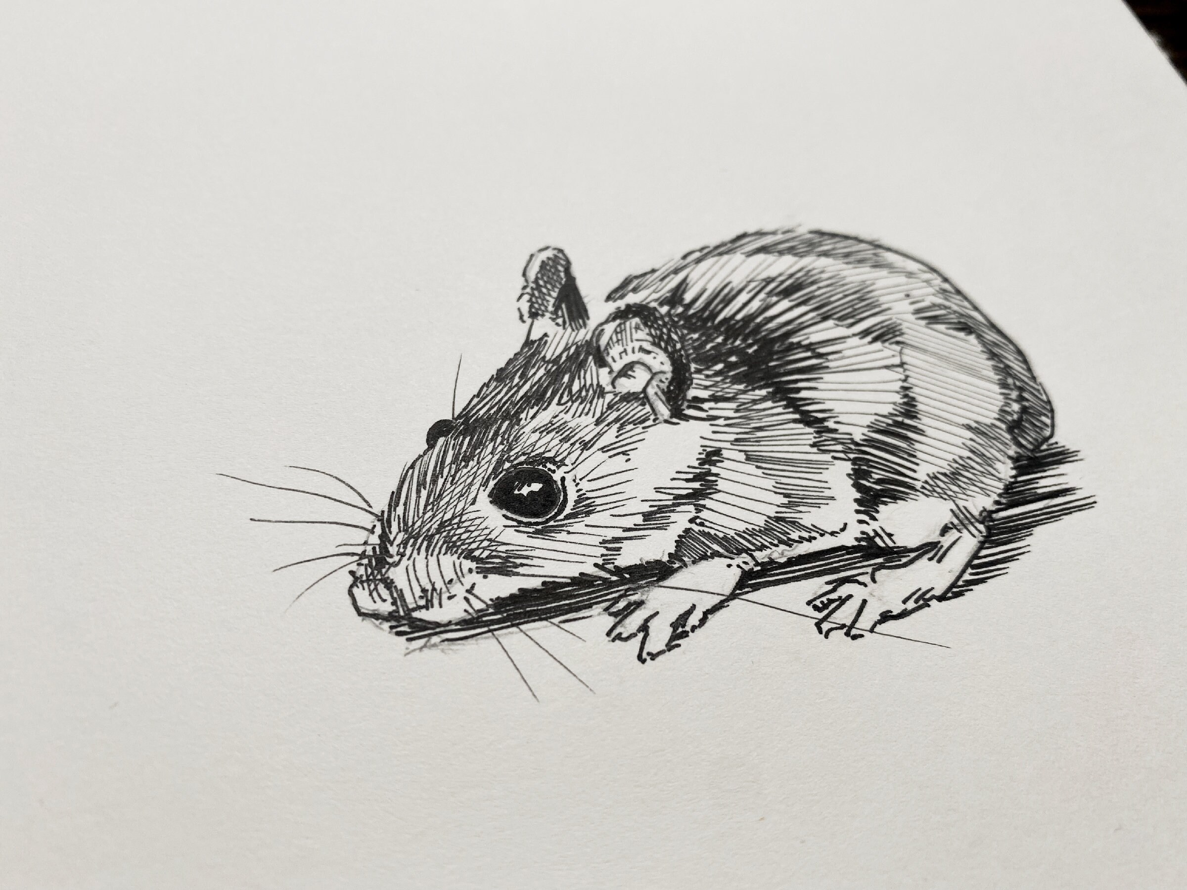 Wood Mouse | Animal Drawing Wall Art | Art of Zoo | Animal Art Print ...