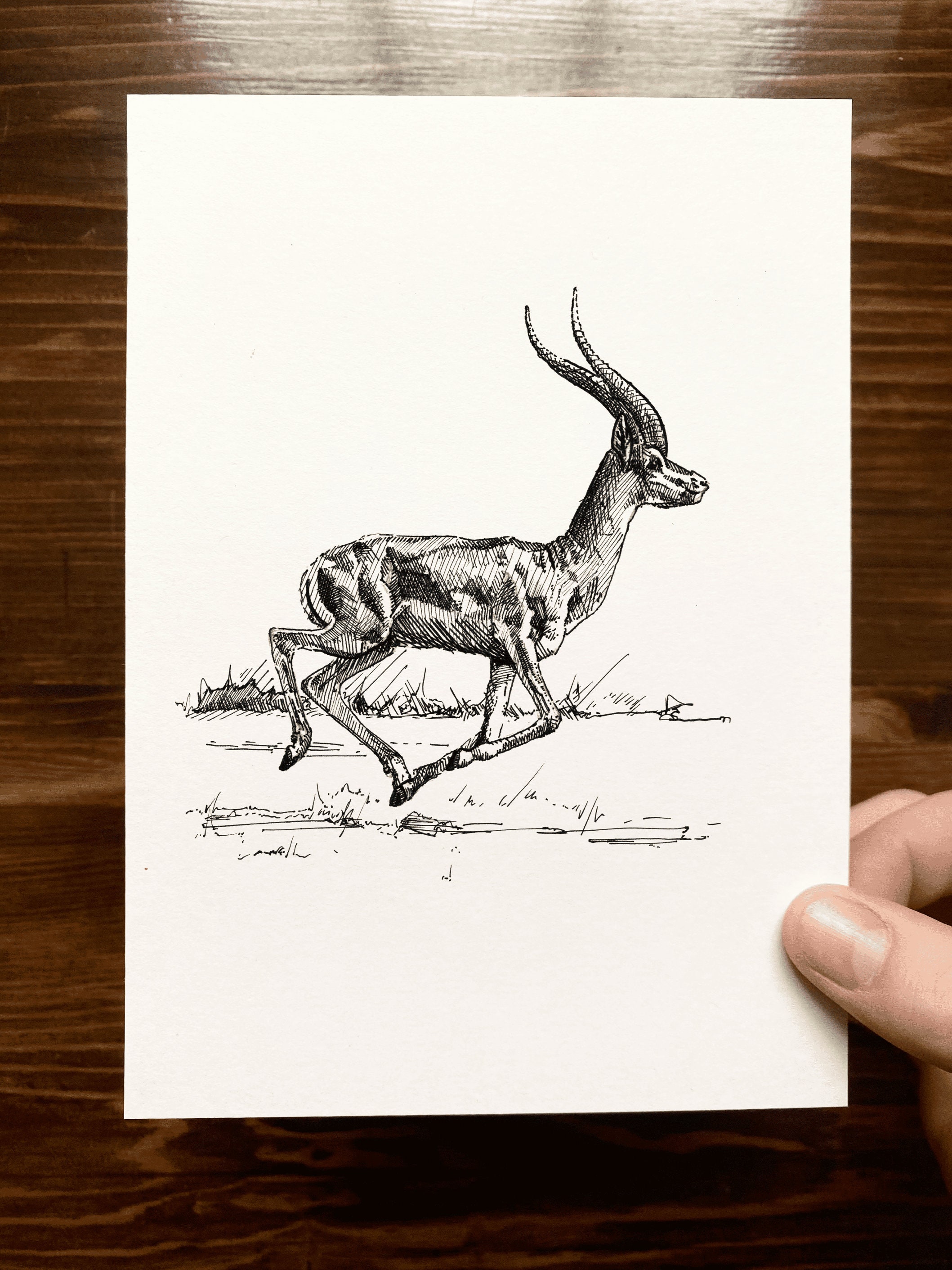 Gazelle Animal Drawing
