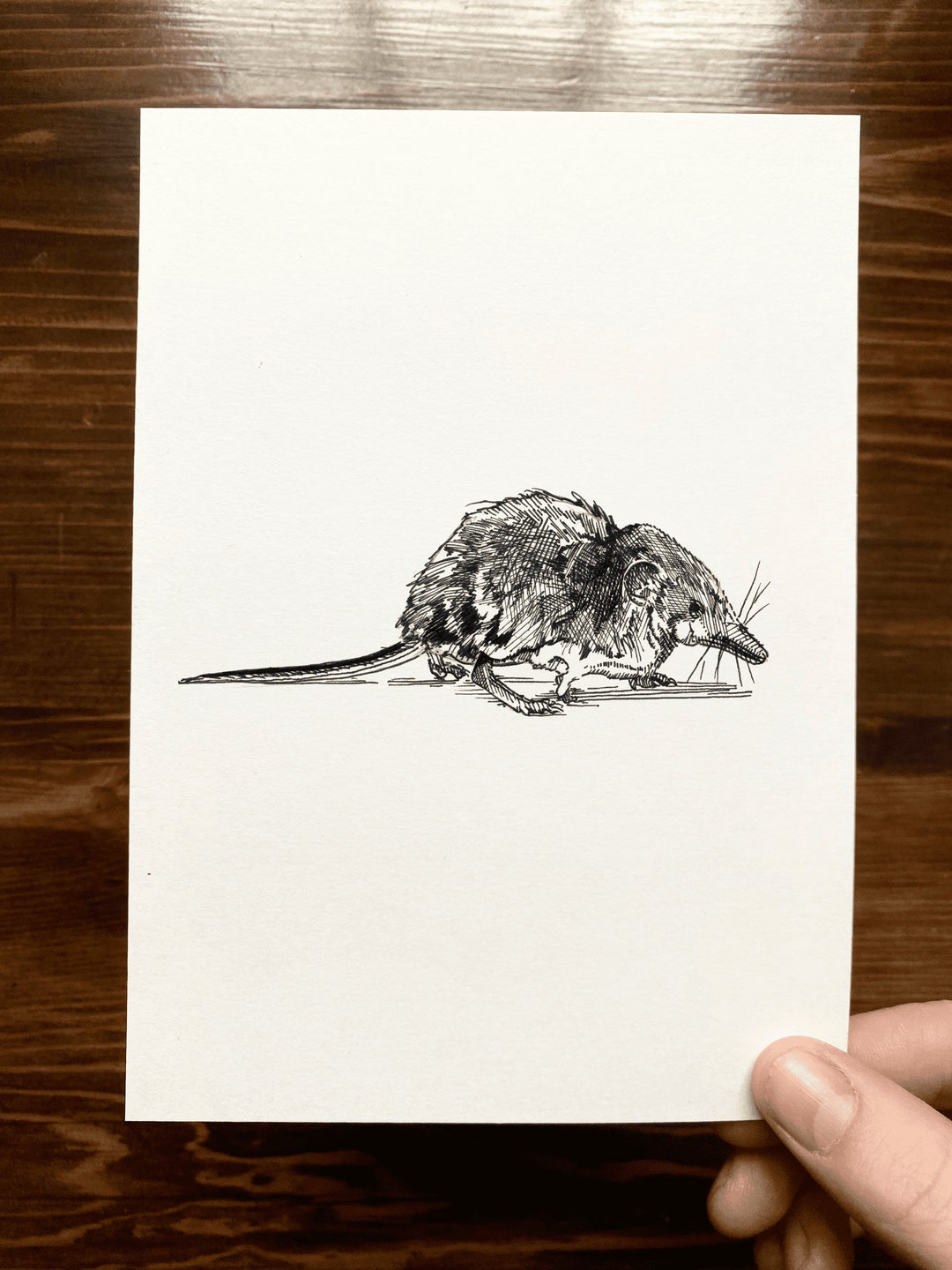 Shrew | Animal Drawing Wall Art | Art of Zoo | Animal Art Print ...