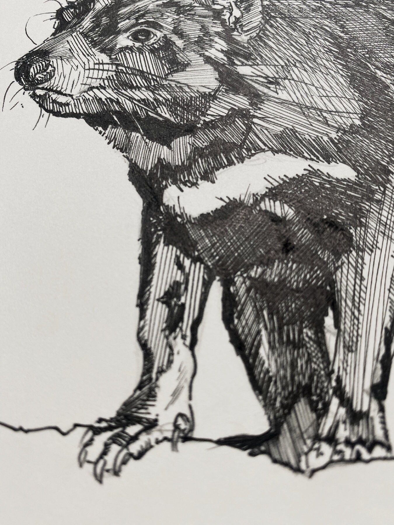 Tasmanian Devil | Animal Drawing Wall Art | Art of Zoo | Animal Art ...