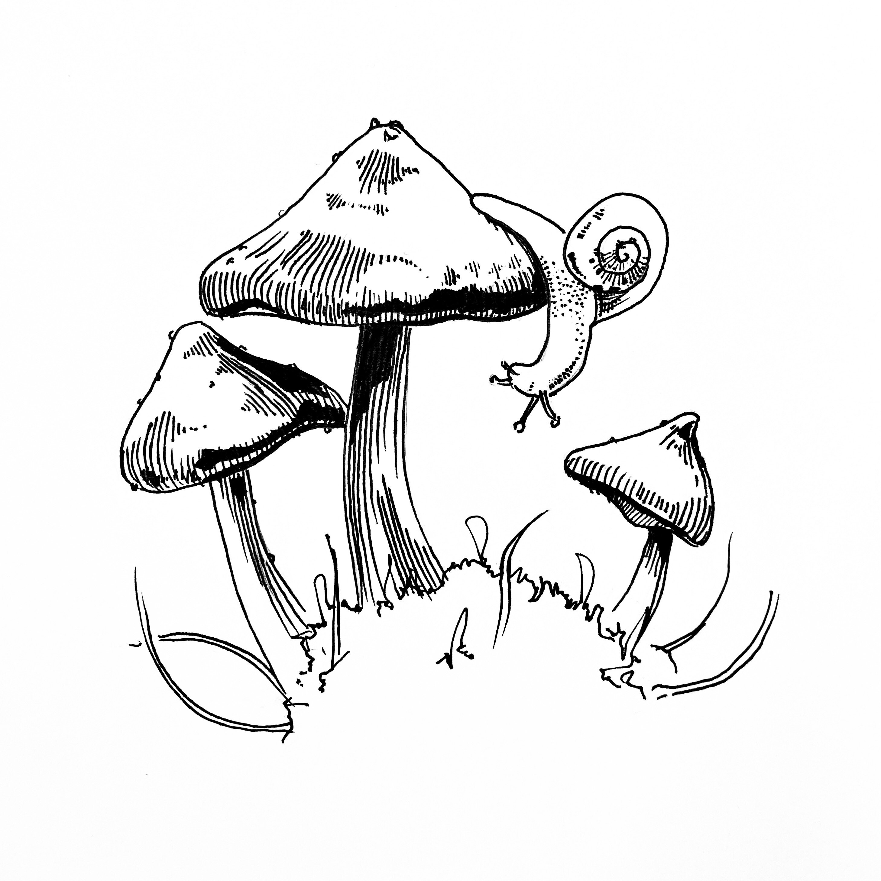 Mushrooms With Snail Fine Art Print Mushrooms With Garden - Etsy