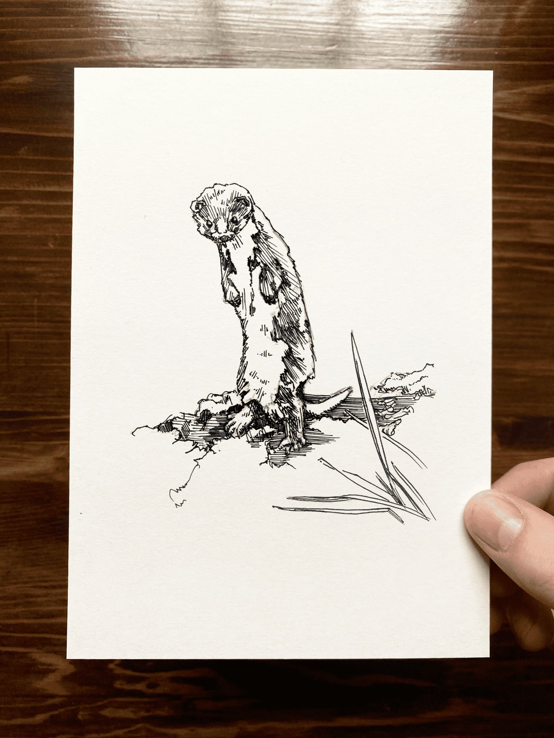 Weasel | Animal Drawing Wall Art | Art of Zoo | Animal Art Print ...