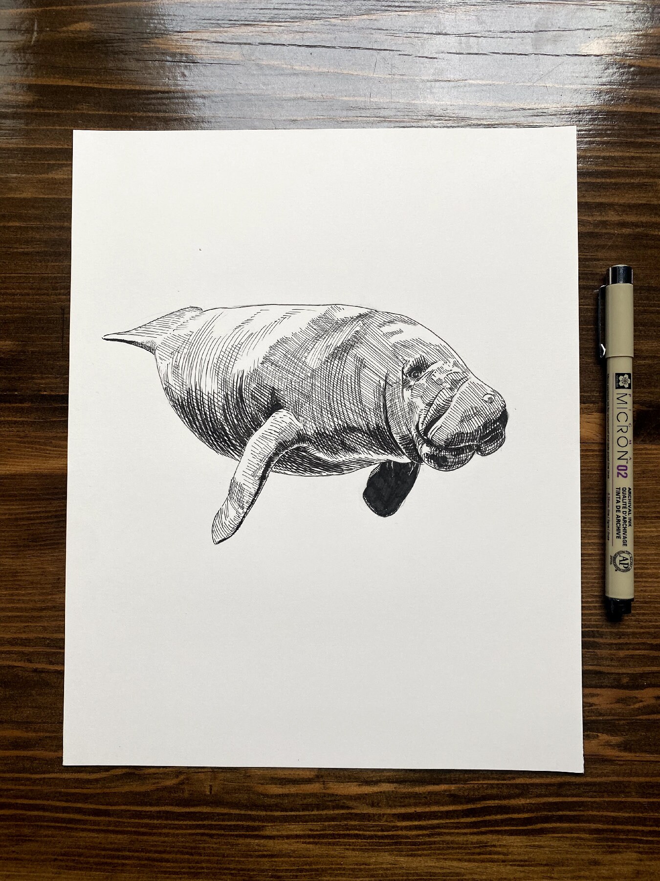Manatee | Animal Drawing Wall Art | Art of Zoo | Animal Art Print ...