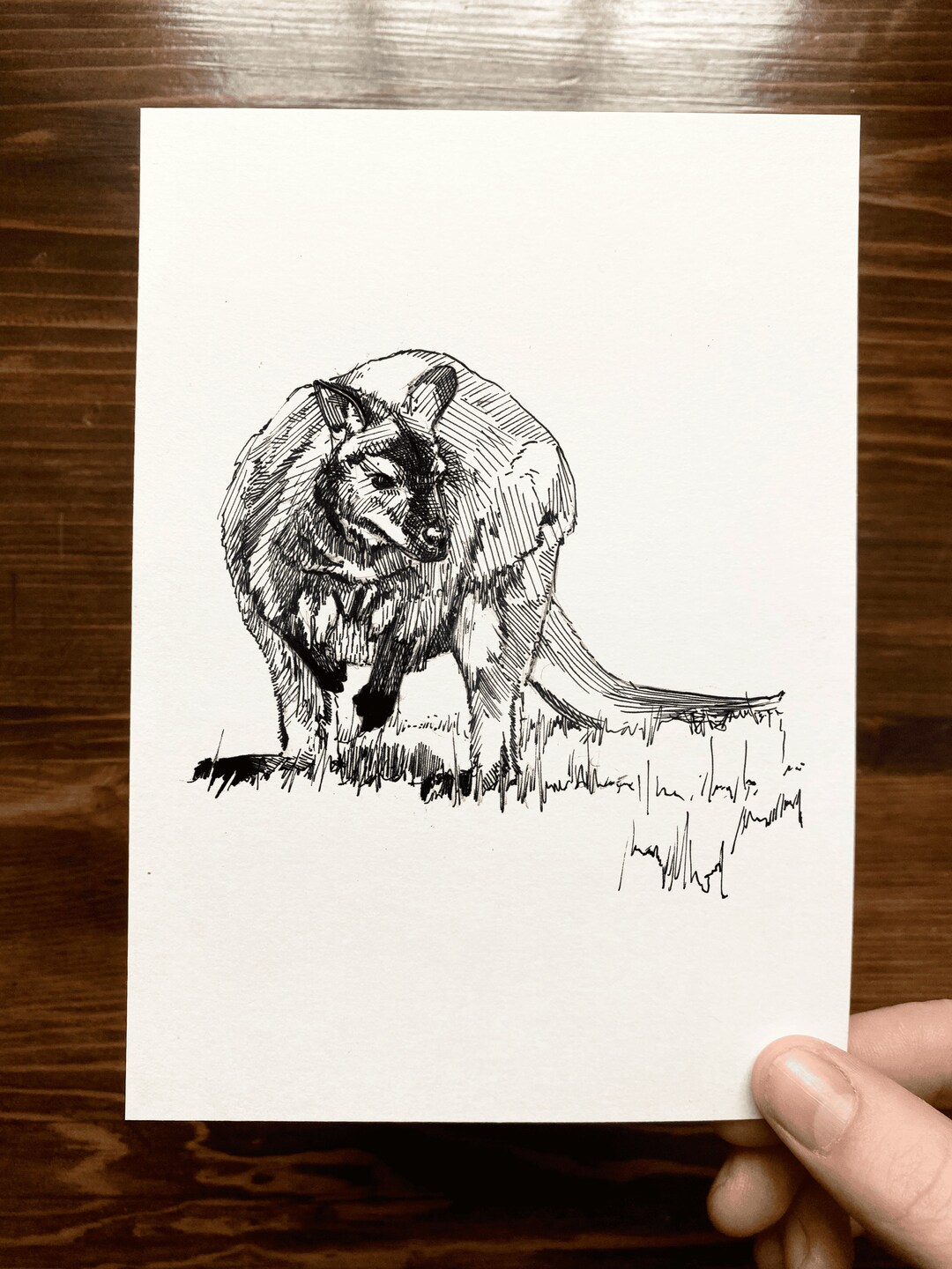 Wallaby | Animal Drawing Wall Art | Art of Zoo | Animal Art Print ...