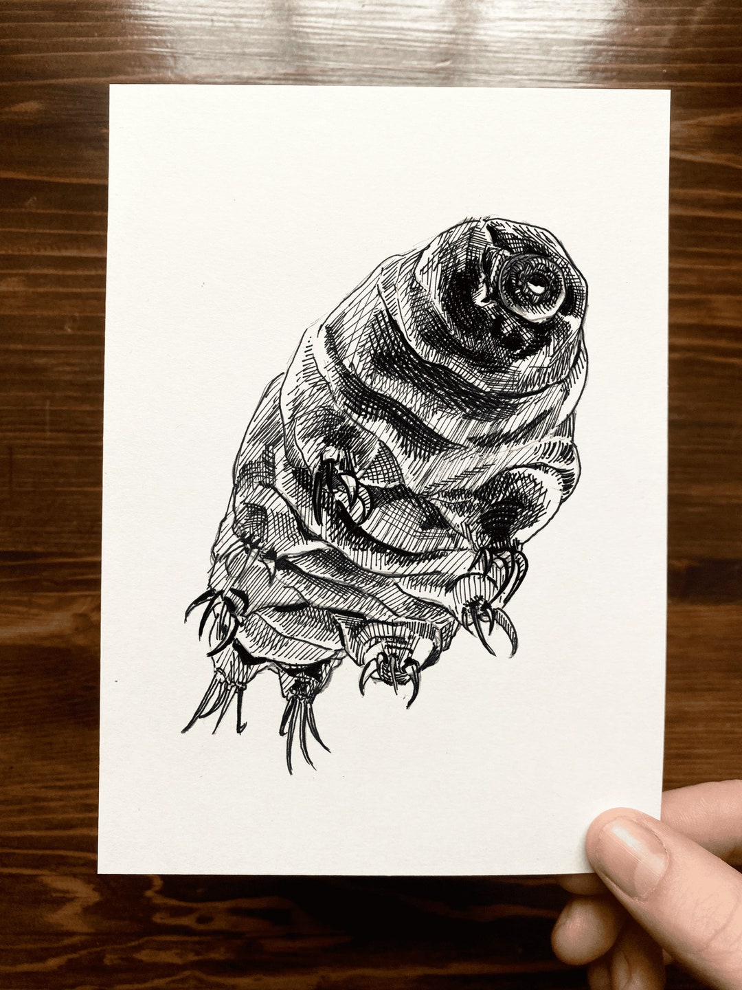 Tardigrade | Animal Drawing Wall Art | Art of Zoo | Animal Art Print ...