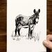 Mule | Animal Drawing Wall Art | Art of Zoo | Animal Art Print ...