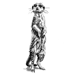 Meerkat | Animal Drawing Wall Art | Art of Zoo | Animal Art Print ...