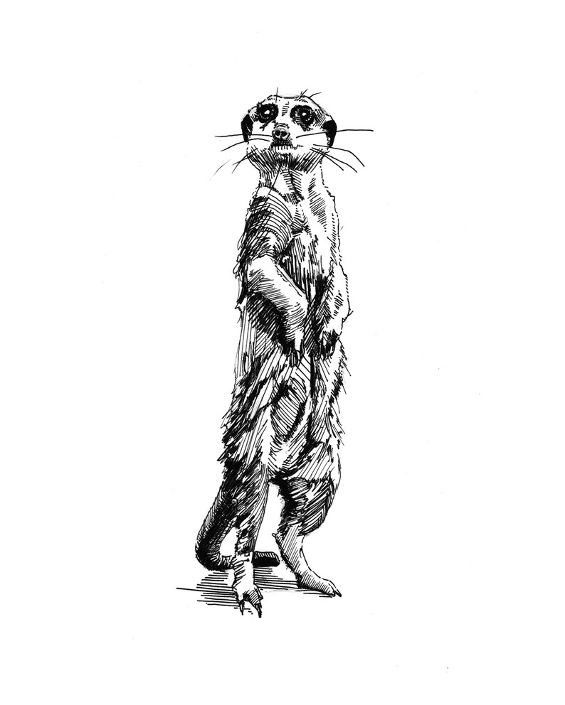 Meerkat | Animal Drawing Wall Art | Art of Zoo | Animal Art Print ...