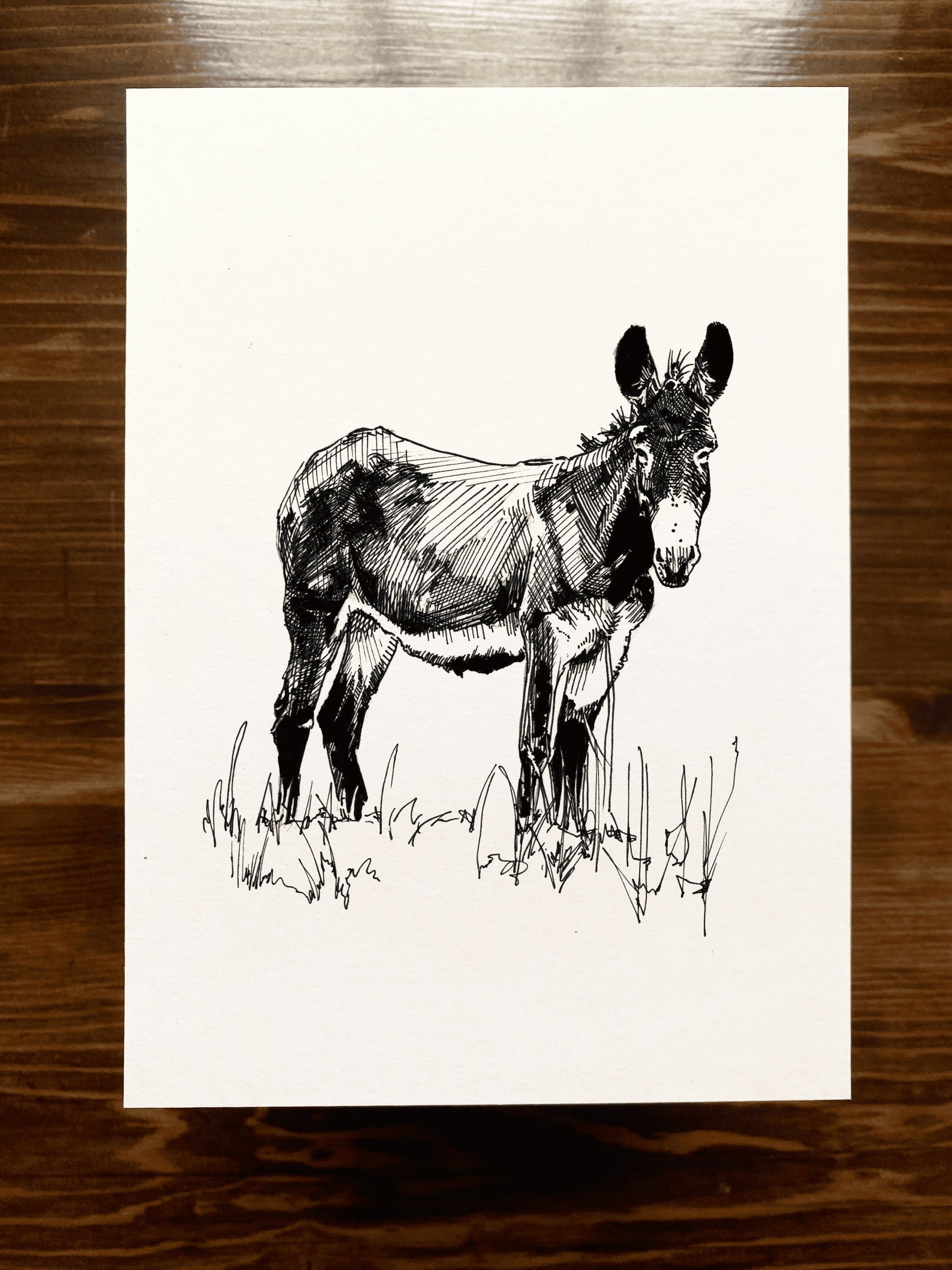 Mule Animal Drawing Wall Art Art of Zoo Animal Art Print Various Sizes ...