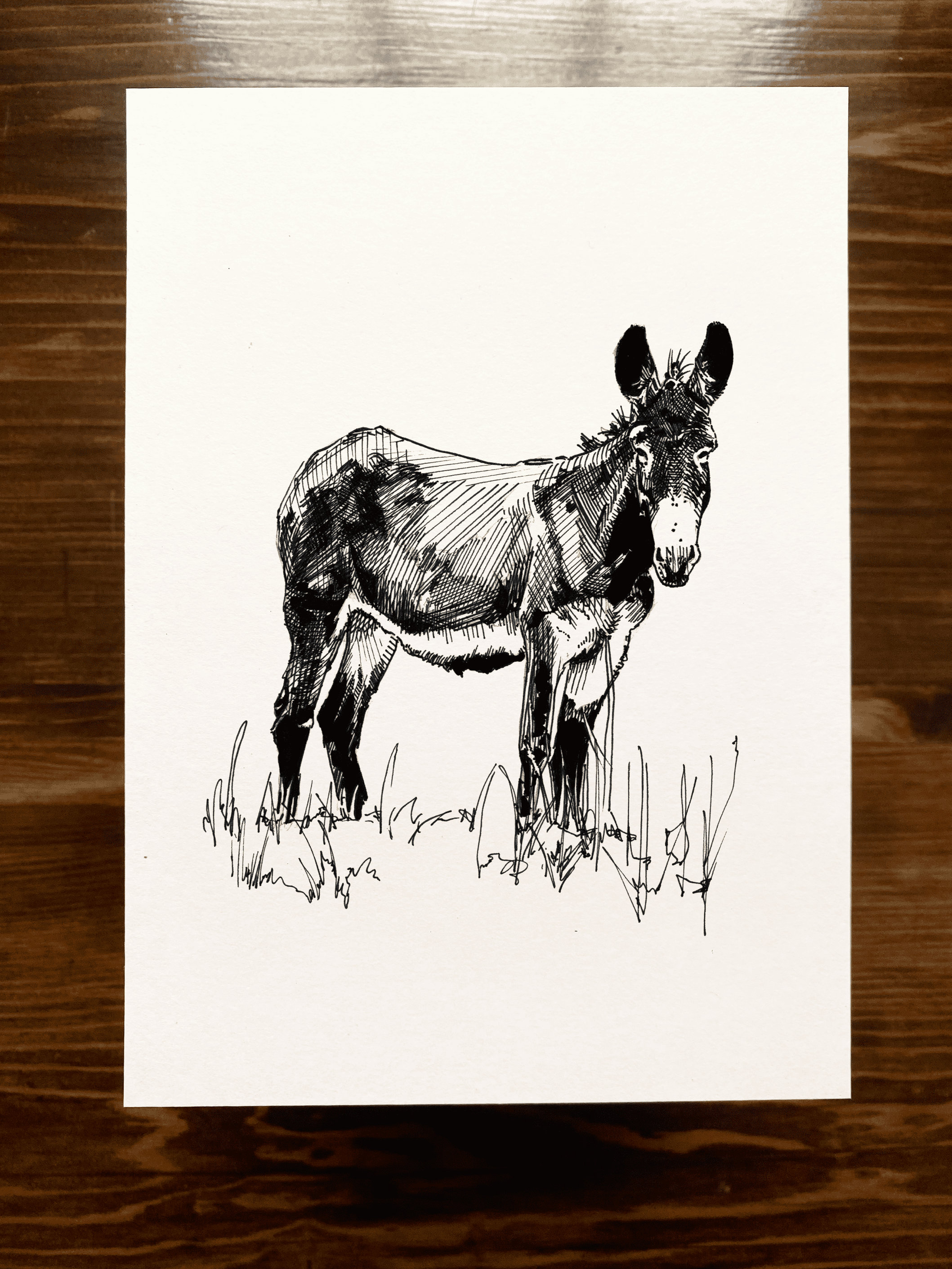 Mule Animal Drawing Wall Art Art of Zoo Animal Art Print Various Sizes ...